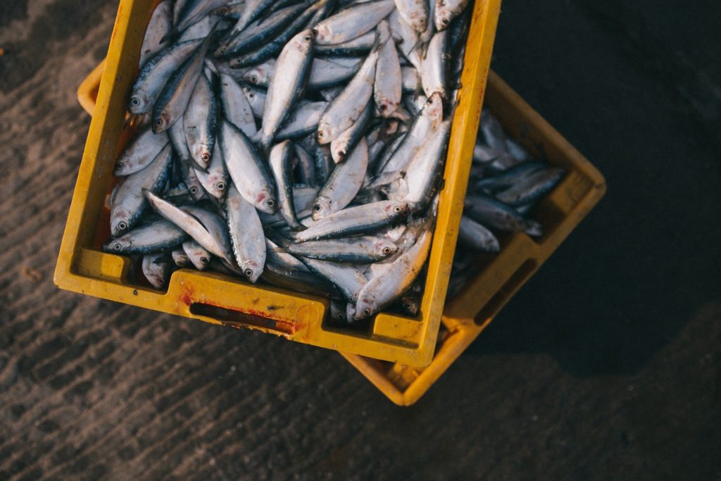 Como saber se o peixe está fresco? – Mundo da Nutrição