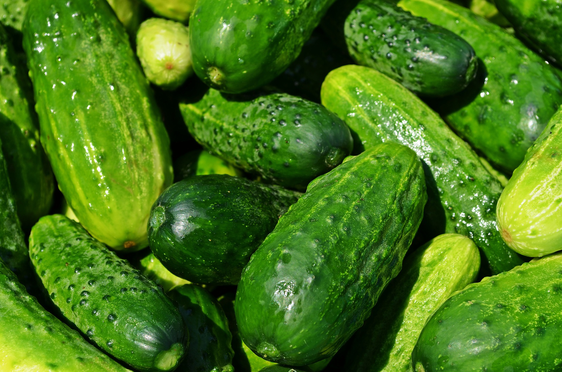 Pepino: como consumir – Mundo da Nutrição